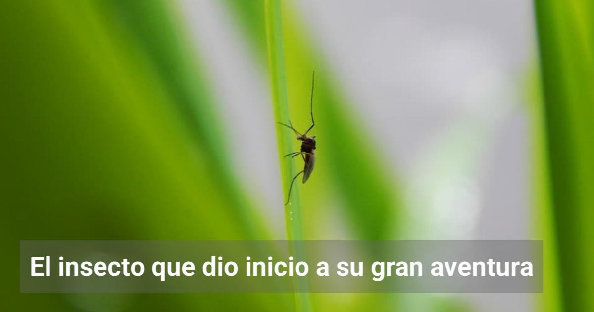 El insecto que dio inicio a su gran aventura | El Observador de la ...