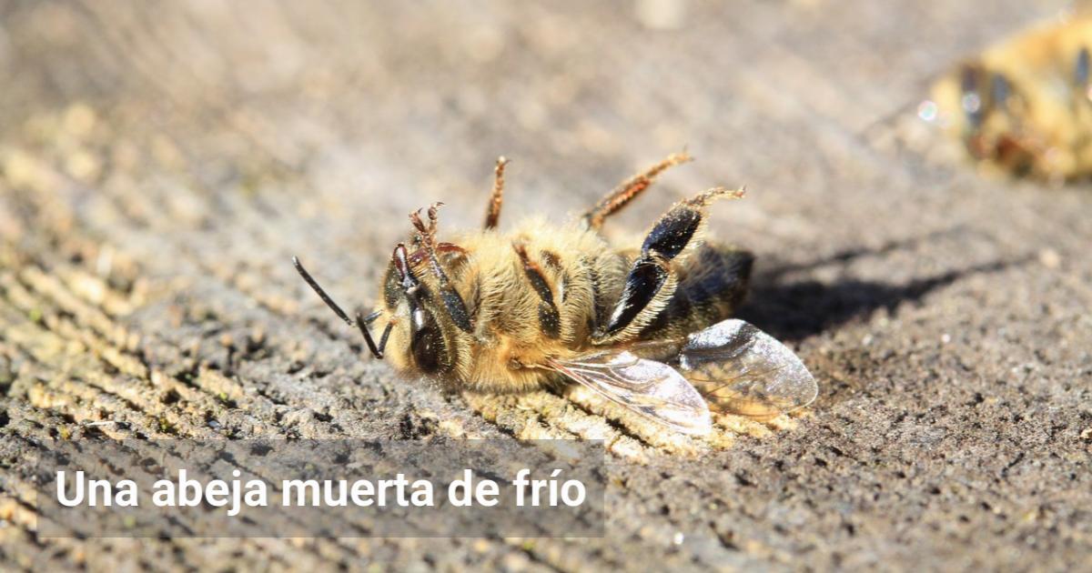 Una abeja muerta de frío | El Observador de la Actualidad