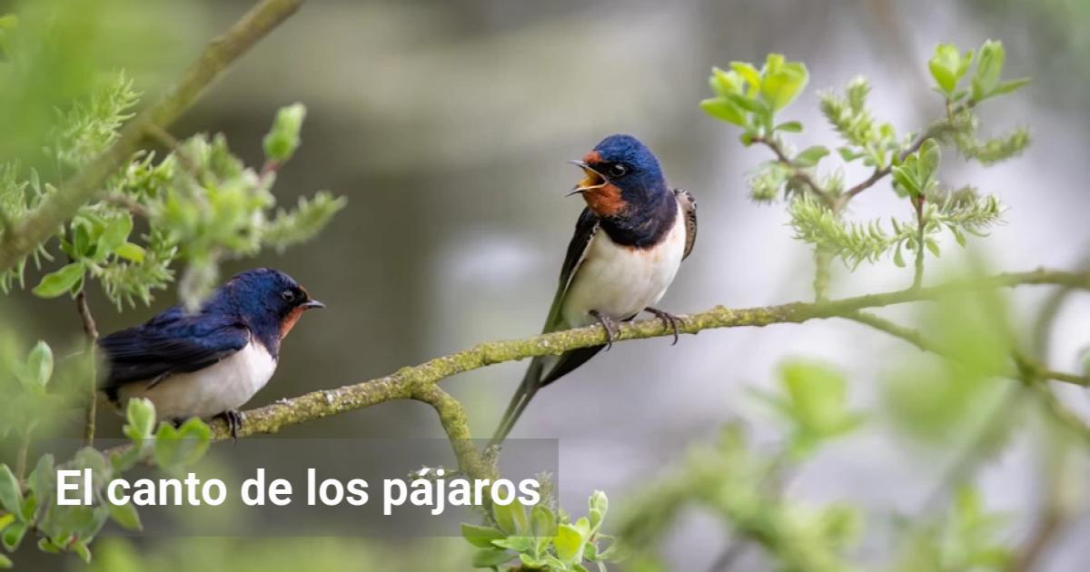 El canto de los pájaros | El Observador de la Actualidad