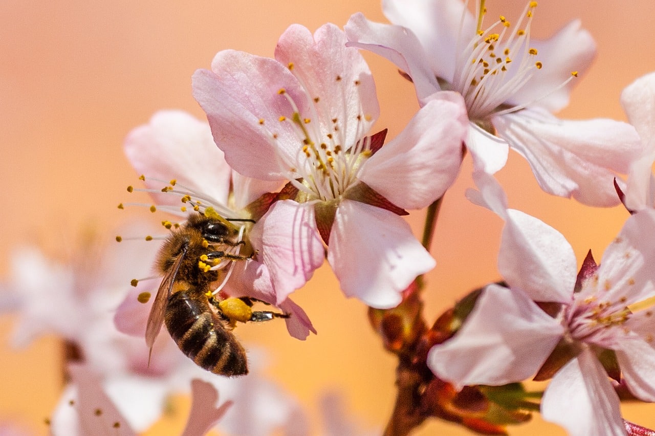 Abejas en primavera | El Observador de la Actualidad